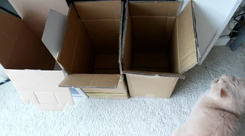 Persian cat jumpping into a box with 4k ... | Stock Video | Pond5