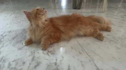 Persian cat lying on marble floor in a h... | Stock Video | Pond5