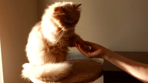 Shaking Cat Stock Footage ~ Royalty Free Stock Videos | Pond5