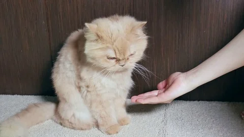 Shaking Cat Stock Footage ~ Royalty Free Stock Videos | Pond5