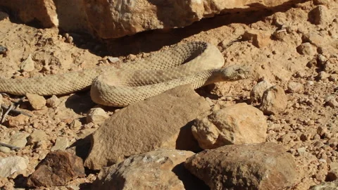 Persian Horned viper crawlingin the dese... | Stock Video | Pond5