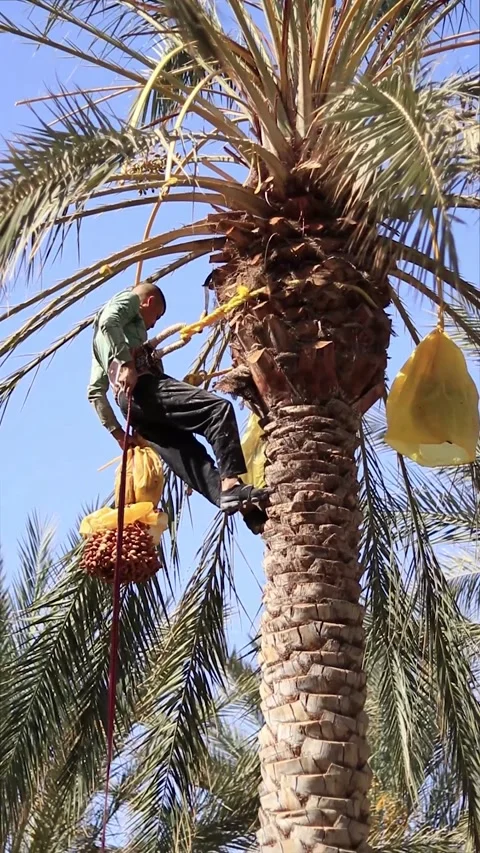 A person cutting dates from the top of a... | Stock Video | Pond5
