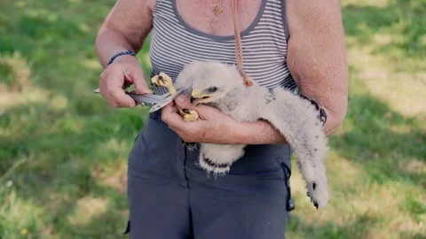 Person Measuring Leg Of A Common Buzzard... | Stock Video | Pond5
