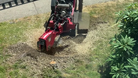 Grindem Out Stumps Stock Footage ~ Royalty Free Stock Videos | Pond5