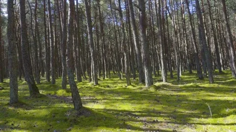 Personal perspective of walking on a pat... | Stock Video | Pond5