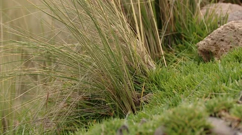 PERU: Andean grass in scenery in andes m... | Stock Video | Pond5