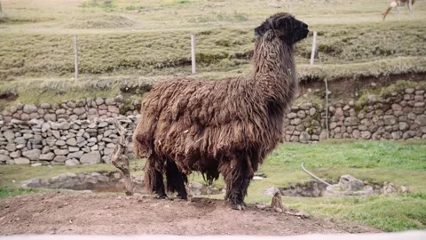 Lama Animal Stock Videos – Royalty-Free HD & 4K Videos | Pond5