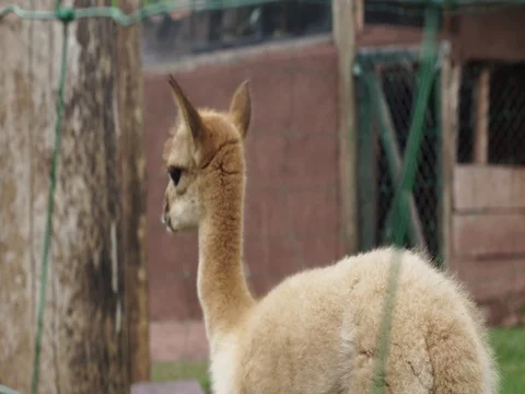 Vicuna Stock Video Footage | Royalty Free Vicuna Videos | Pond5