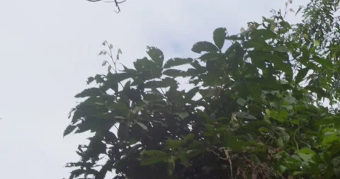 A Peruvian spider monkey jumps from one ... | Stock Video | Pond5