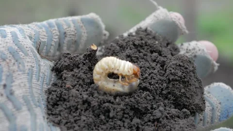 Can Pest Stock Videos – Royalty-Free HD & 4K Videos