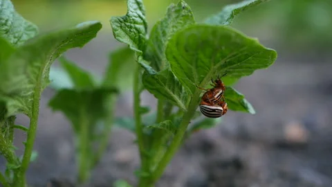Pests destroy a crop in the field. Paras... | Stock Video | Pond5