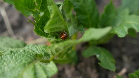 Pests destroy a crop in the field. Paras... | Stock Video | Pond5