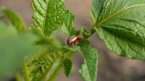 Pests destroy a crop in the field. Paras... | Stock Video | Pond5