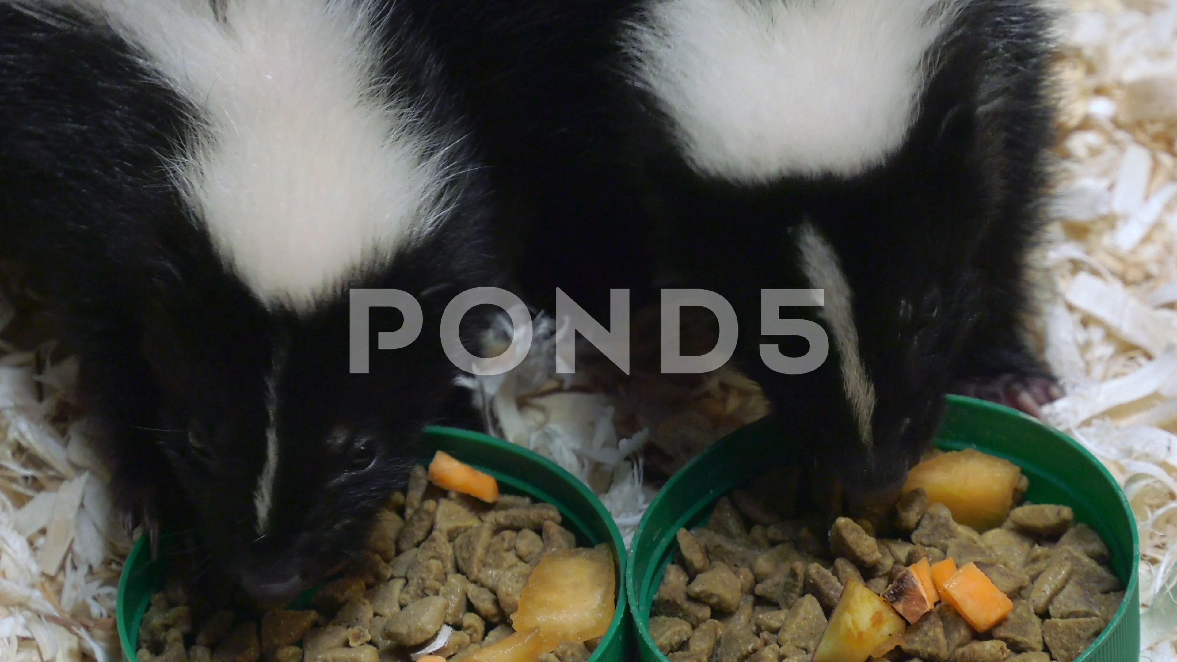 Skunks Eating