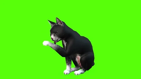 Pet Cat Scratching Green Screen Animatio... | Stock Video | Pond5