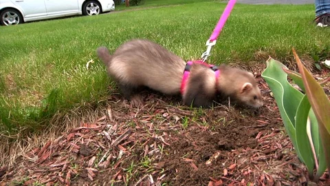 Pet Ferret Stock Videos – Royalty-Free HD & 4K Videos