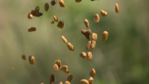 Food Falling Stock Footage ~ Royalty Free Stock Videos | Pond5