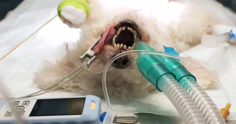 The pet on gas anesthesia during the ope... | Stock Video | Pond5