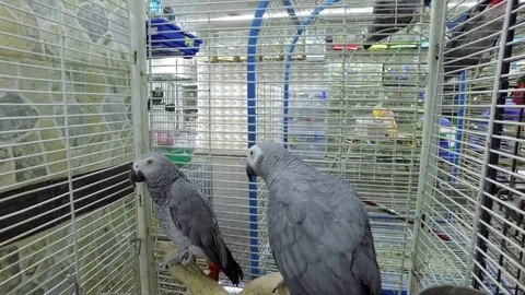 Pet Store Scene Stock Videos – Royalty-Free HD & 4K Videos | Pond5