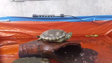 Pet Turtle Walking on Blue Tarp Pond in ... | Stock Video | Pond5
