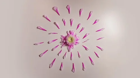 Flower Stop Motion Stock Footage ~ Royalty Free Stock Videos | Pond5