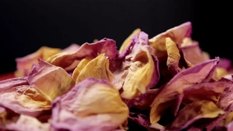 petals of different color roses backgrou... | Stock Video | Pond5