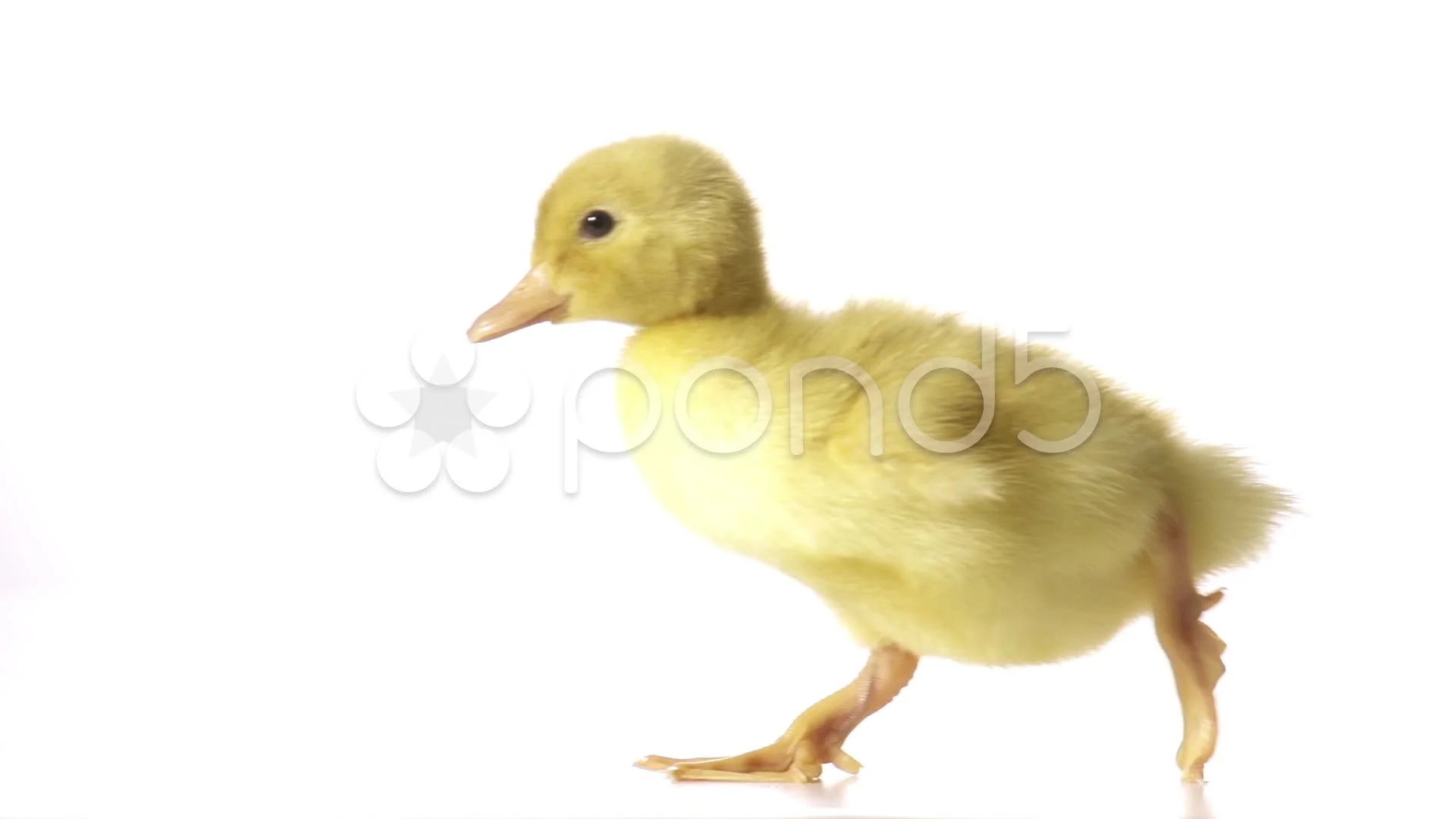 Cute Duckling