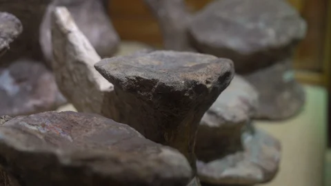 petrified whale vertebrae in the museum ... | Stock Video | Pond5