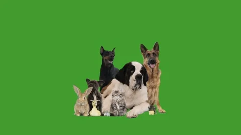 pets on green screen | Stock Video | Pond5