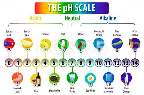 The pH Scale diagram on white background ~ Clip Art #147169939