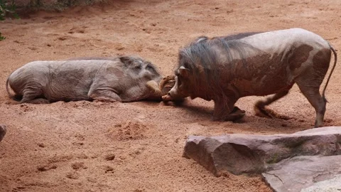 Phacochoerus, Warthog a genus in the fam... | Stock Video | Pond5