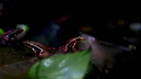 Phantasmal poison frog or phantasmal poi... | Stock Video | Pond5