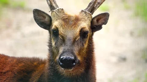 Philippine sika deer looking at the came... | Stock Video | Pond5