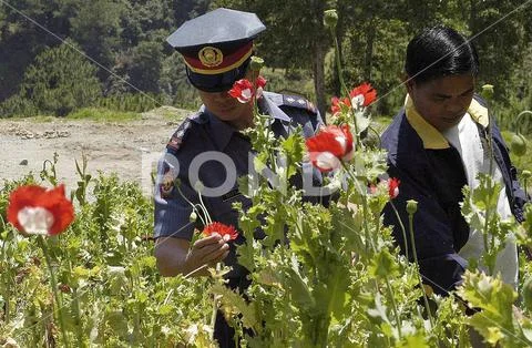 Philippines Discovered Opium Plants - Mar 2007 ~ Premium Photo #208145829