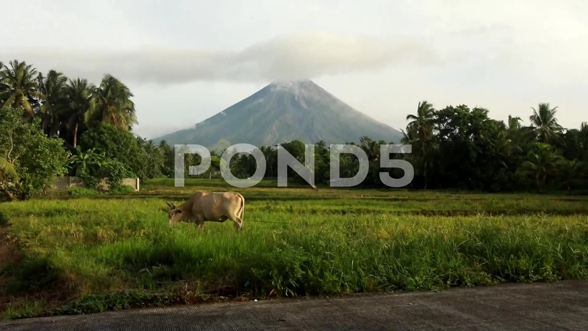 Planting Rice With Mayon Volcano