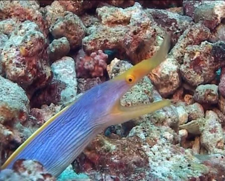 Ghost Sea Stock Video Footage | Royalty Free Ghost Sea Videos | Pond5