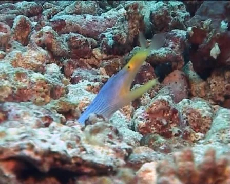 Ghost Sea Stock Video Footage | Royalty Free Ghost Sea Videos | Pond5