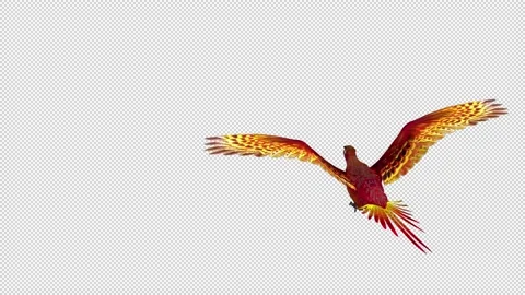 Phoenix Bird Stock Videos – Royalty-Free HD & 4K Videos