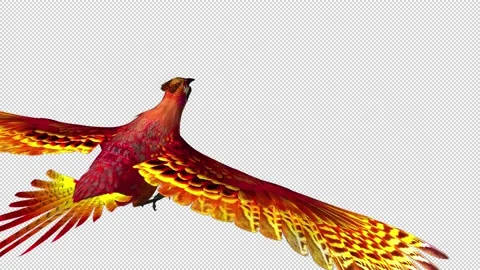 Phoenix Bird Stock Videos – Royalty-Free HD & 4K Videos