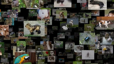 Photo stream of animals moving RIGHT, se... | Stock Video | Pond5