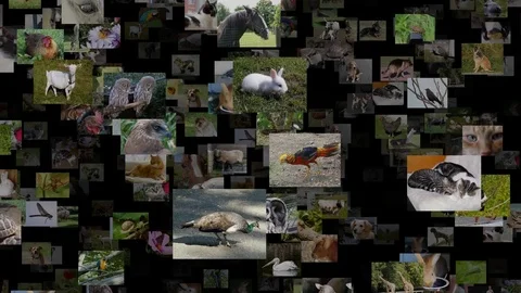 Photo stream of animals moving UP, seaml... | Stock Video | Pond5
