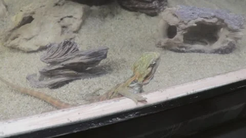 Animals Shows Stock Videos – Royalty-Free HD & 4K Videos