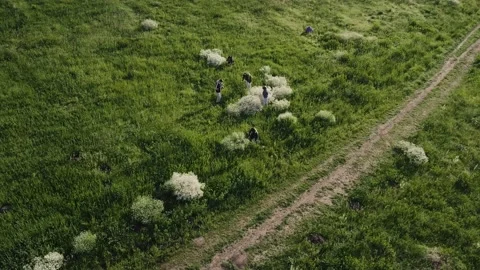 Naturalist Photo Stock Videos – Royalty-Free HD & 4K Videos | Pond5