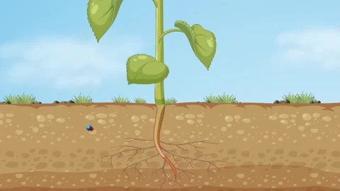Photosynthesis Process Animation