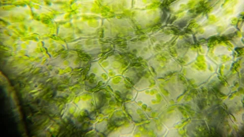Photosynthesis processes under the micro... | Stock Video | Pond5
