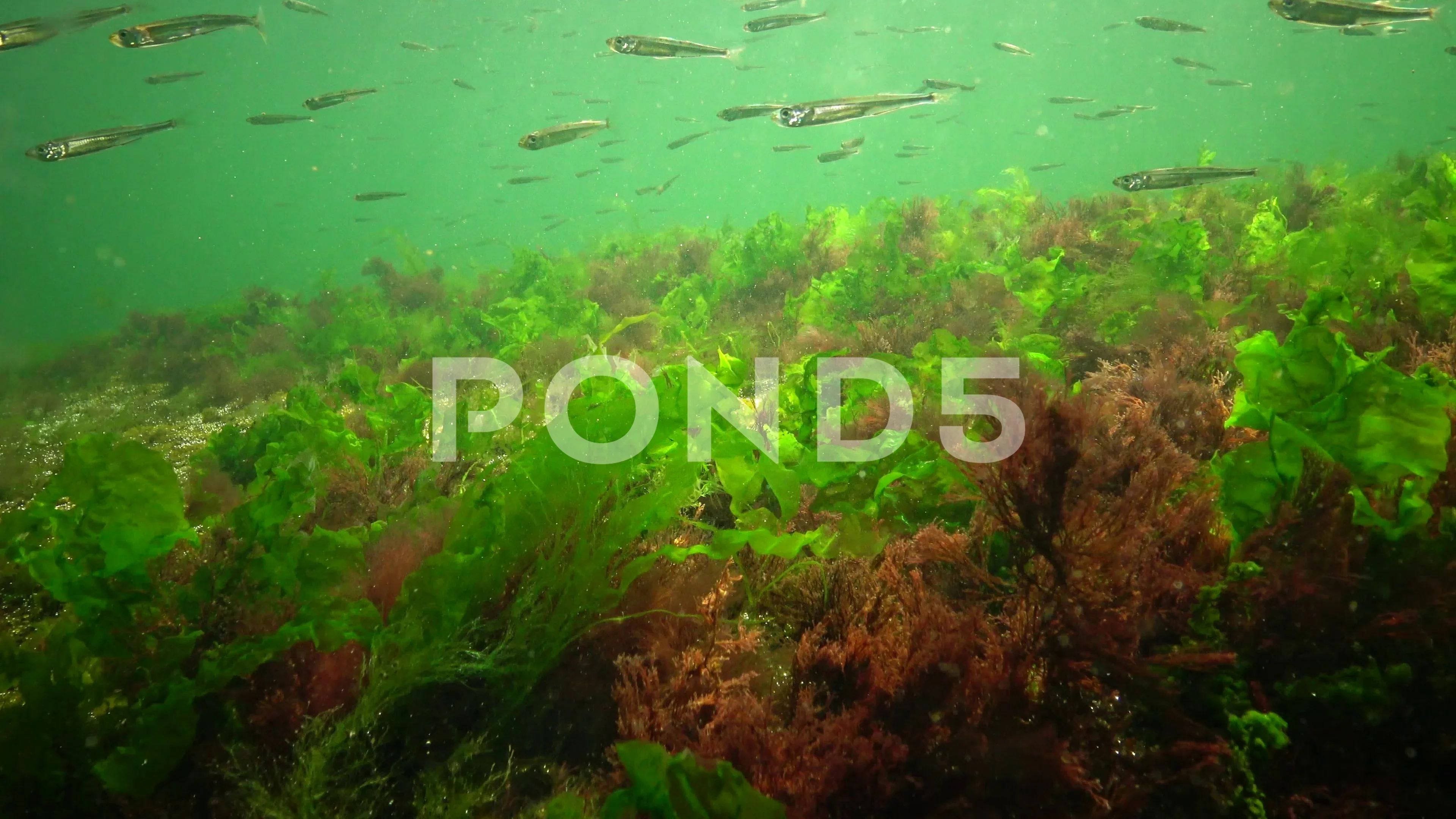 Underwater Photosynthesis