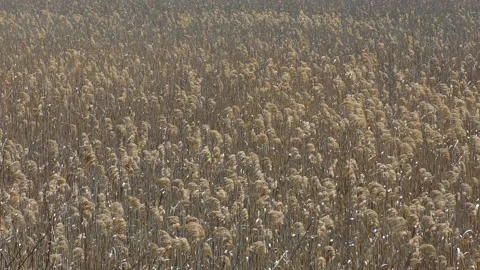 Shake All Over Stock Videos – Royalty-Free HD & 4K Videos | Pond5