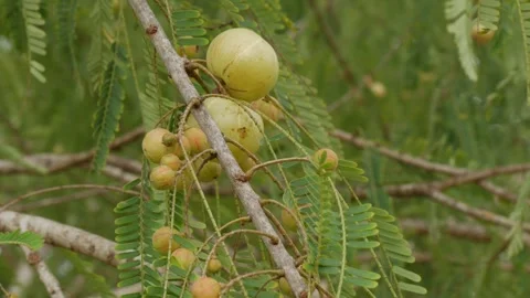 Phyllanthus emblica tree , Malacca tree,... | Stock Video | Pond5