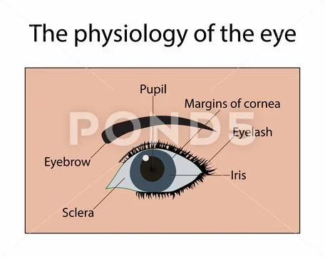 Physiology of eye, anatomy of human eye, Human eye structure: Graphic ...