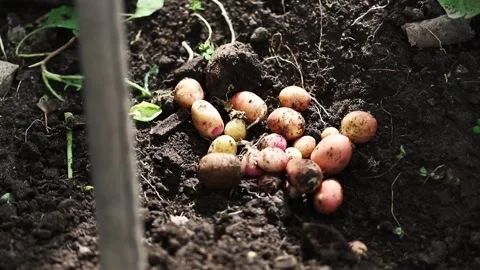 Home Grown Films Stock Videos – Royalty-Free HD & 4K Videos | Pond5